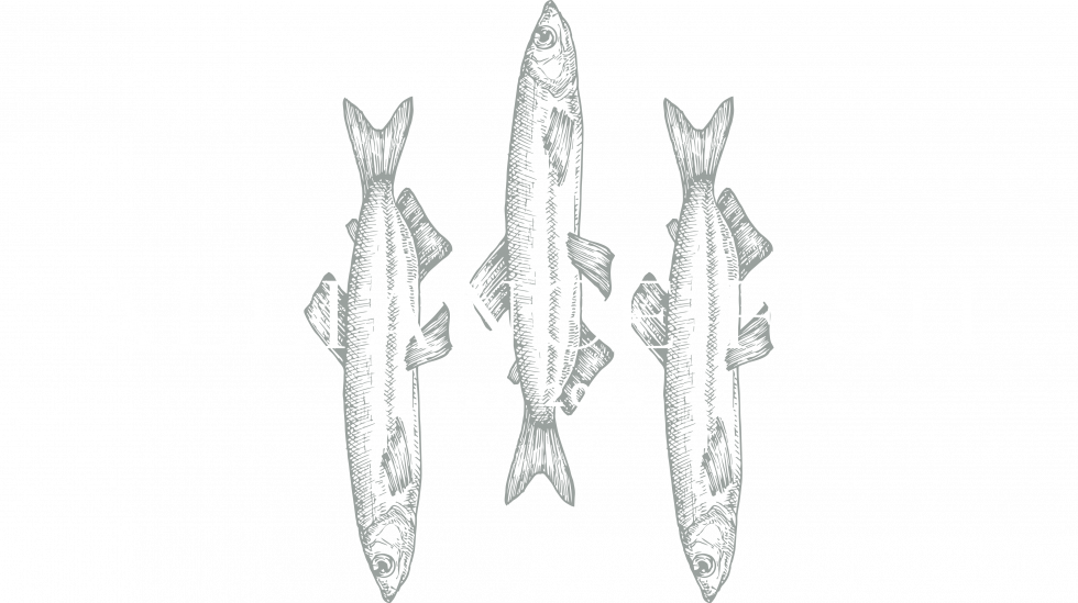 Alliance Fish